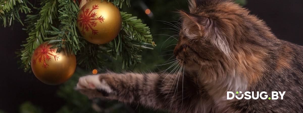 Как украсить елку, дом внутри и снаружи, офис и класс в 2025 году на Dosug.by